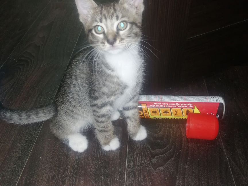 Кошки в добрые руки бесплатно