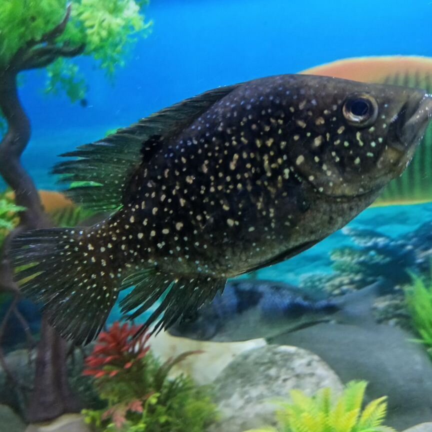 Огромная паратиляпия поллени