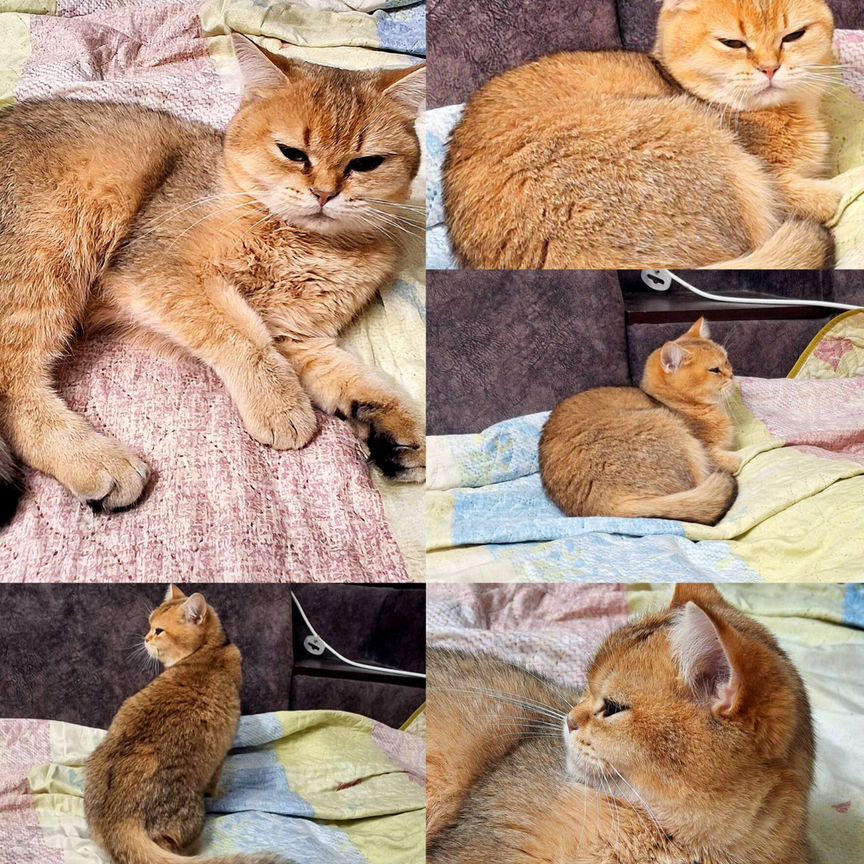 Британская кошка