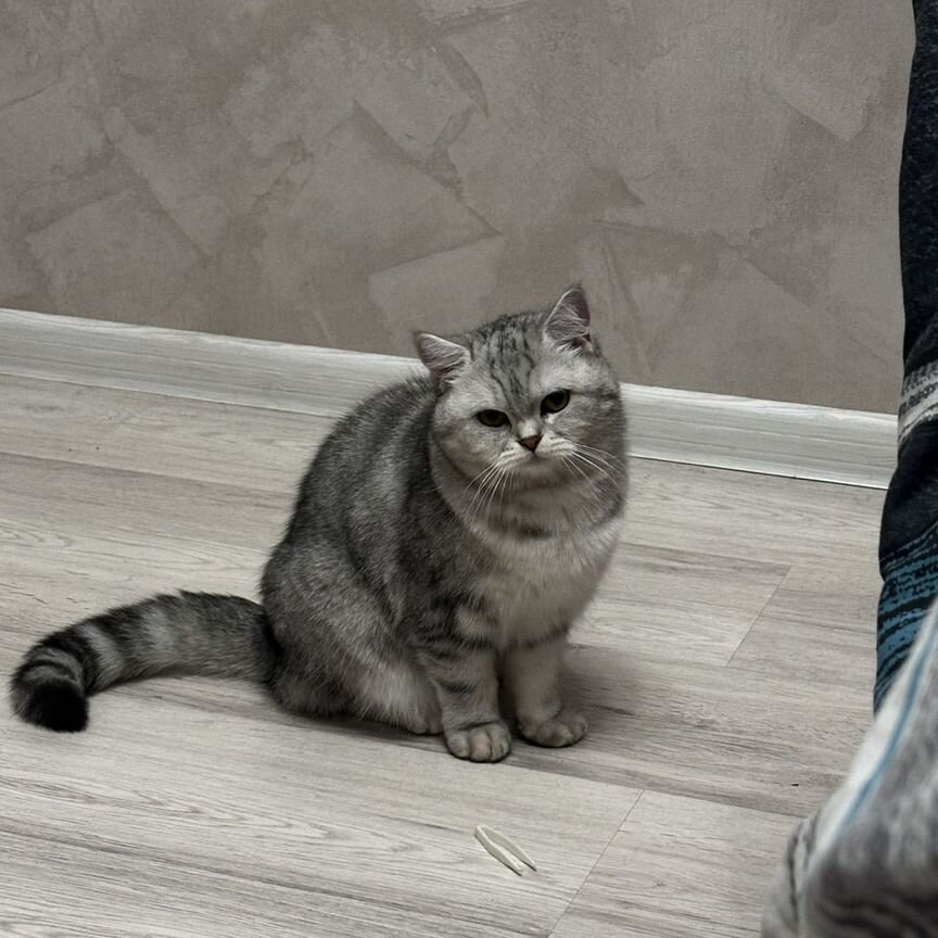 Шотландская прямоухая кошка на вязку