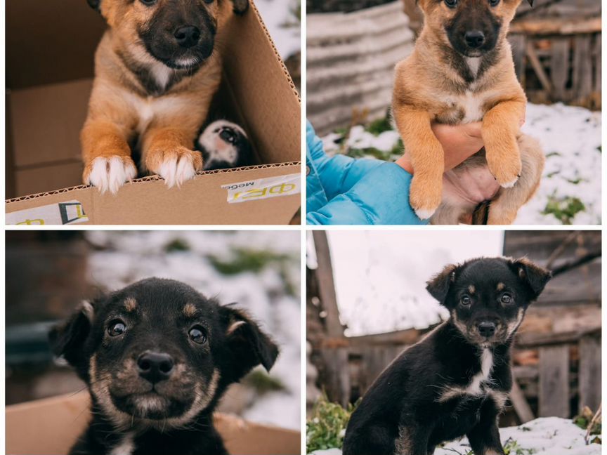 Собака в добрые руки отдам бесплатно