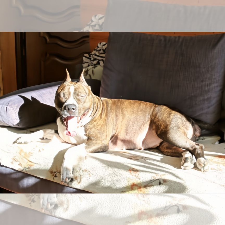 Американский стаффордширский терьер, взрослая собака