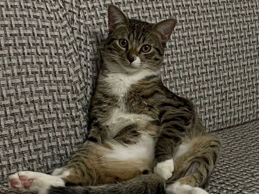 Котишка ласкуша, в добрые руки