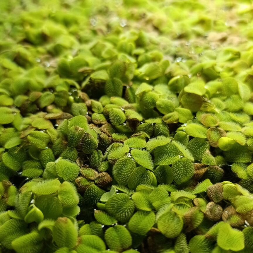 Верхоплавка сальвиния