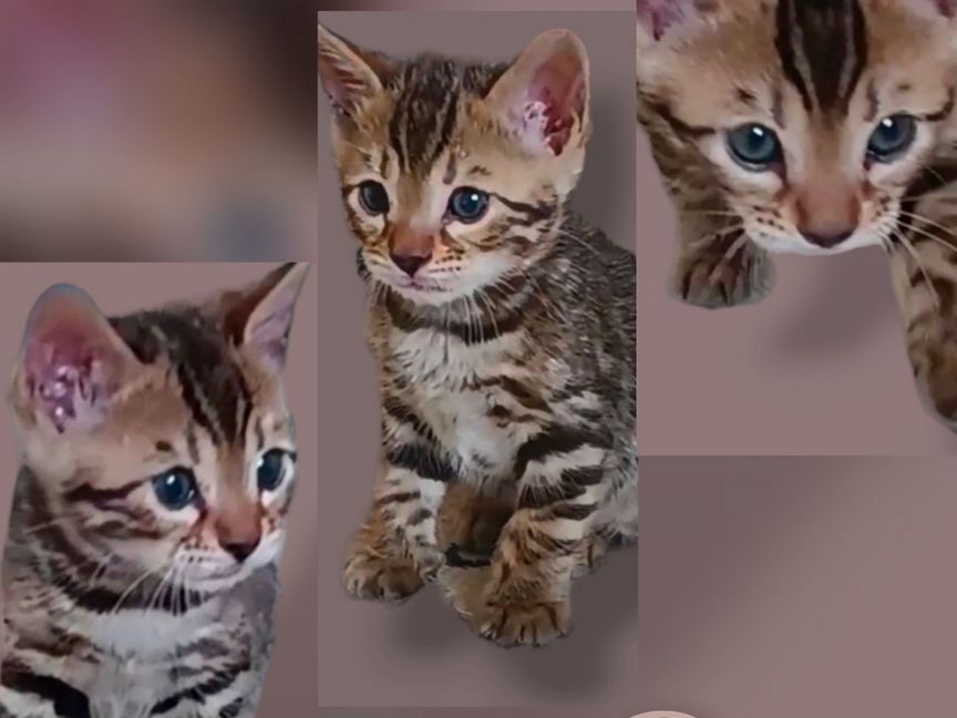 Бенгальские котята