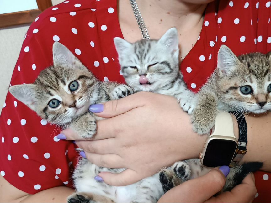 Продаем девочек-британочек в любящие руки