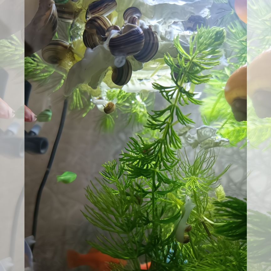 Улитки Мариса