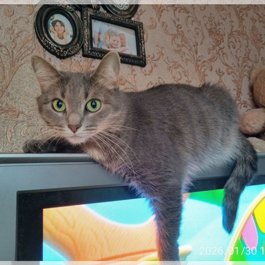 Взрослая, кошка в добрые руки