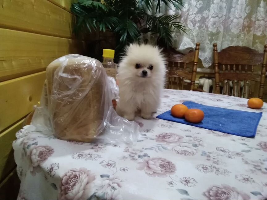 Щенки шпица