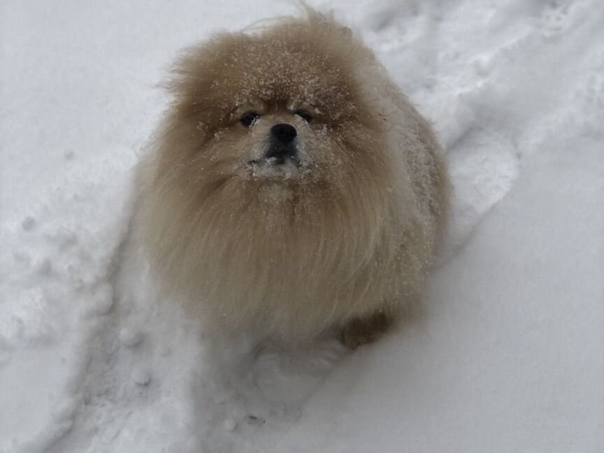 Вязка собак шпиц