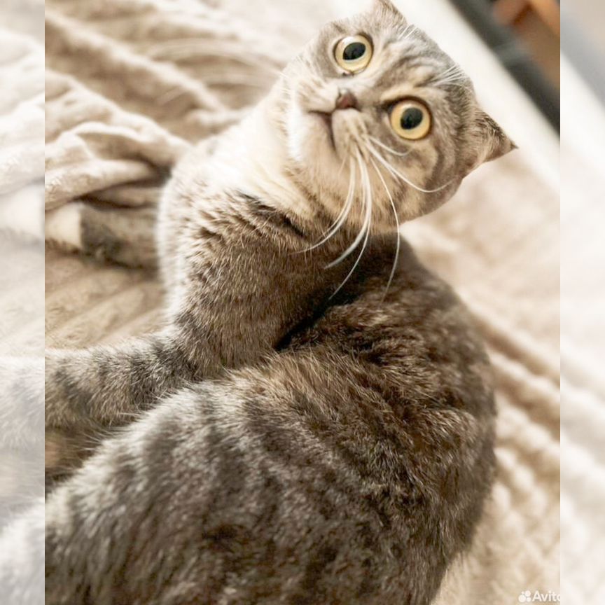 Кошка вислоухая