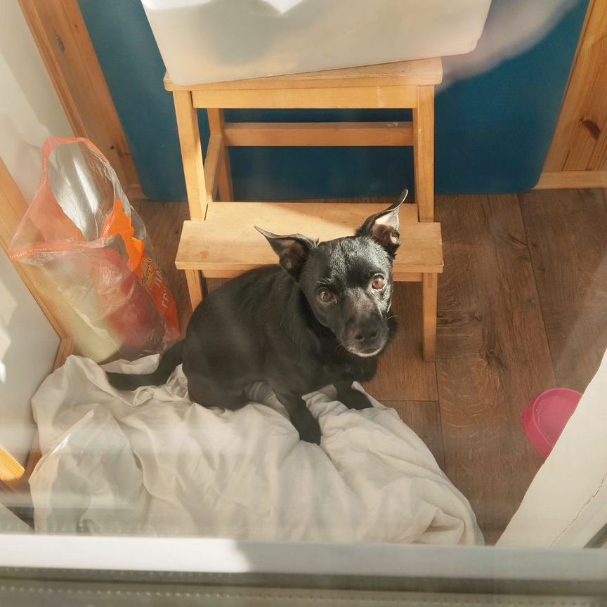 Отдам в добрые руки