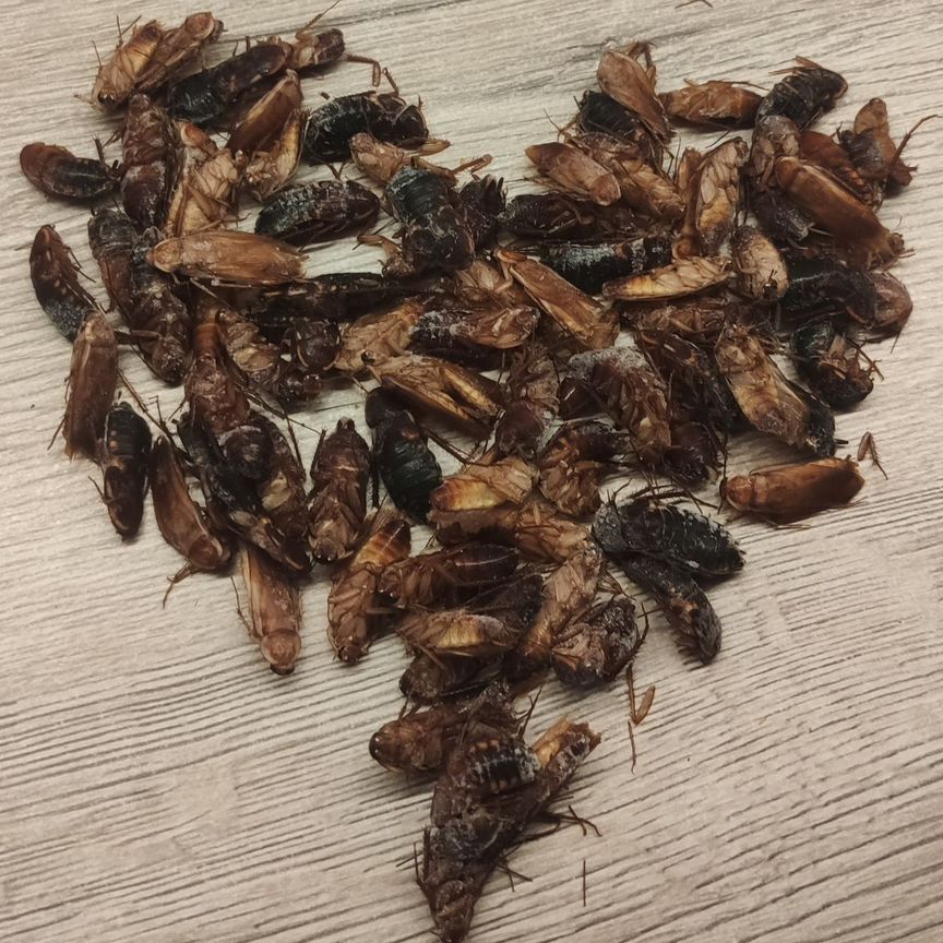 Туркменские тараканы замороженные заморозка стриж