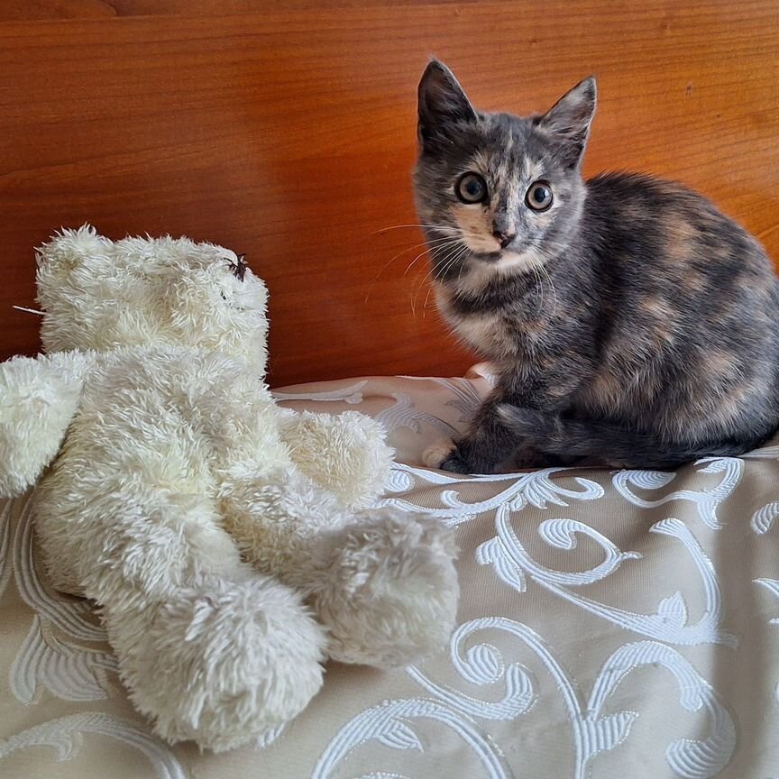 Котенок девочка