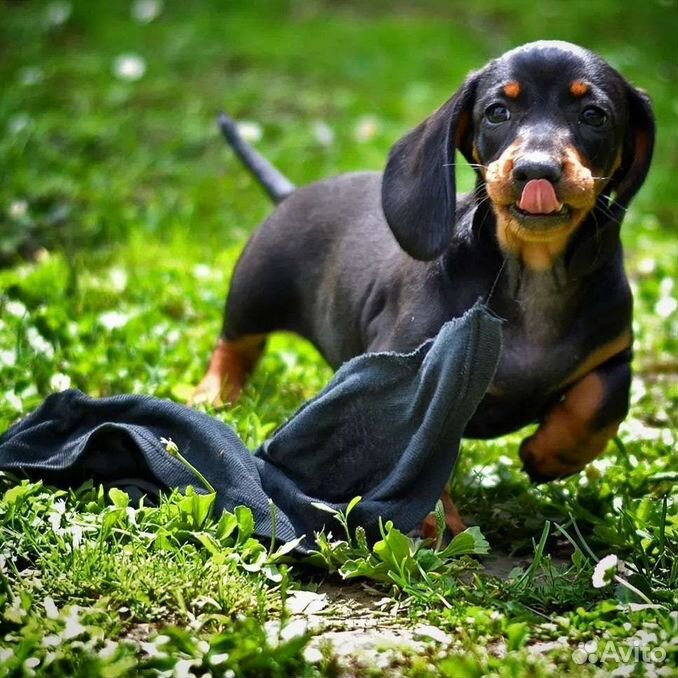 Таксята миниатюра