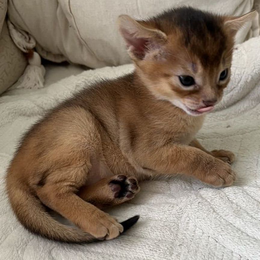 Абиссинский котёнок