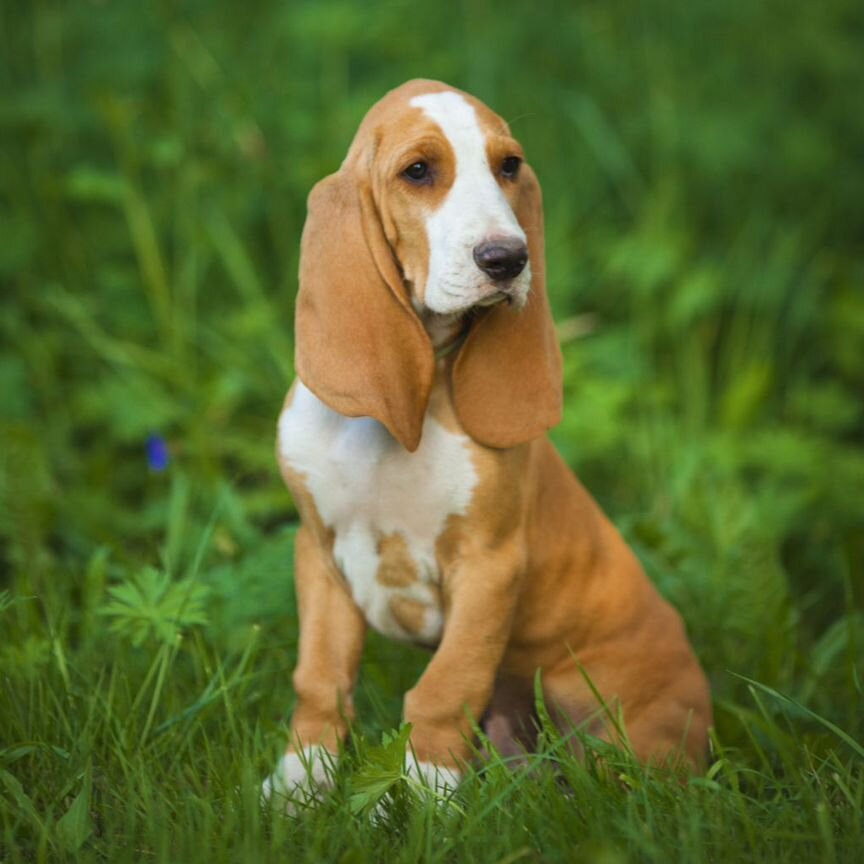 Щенки Испанской гончей