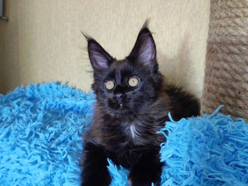 Кошечка Мейн Кун от титулованных родителей