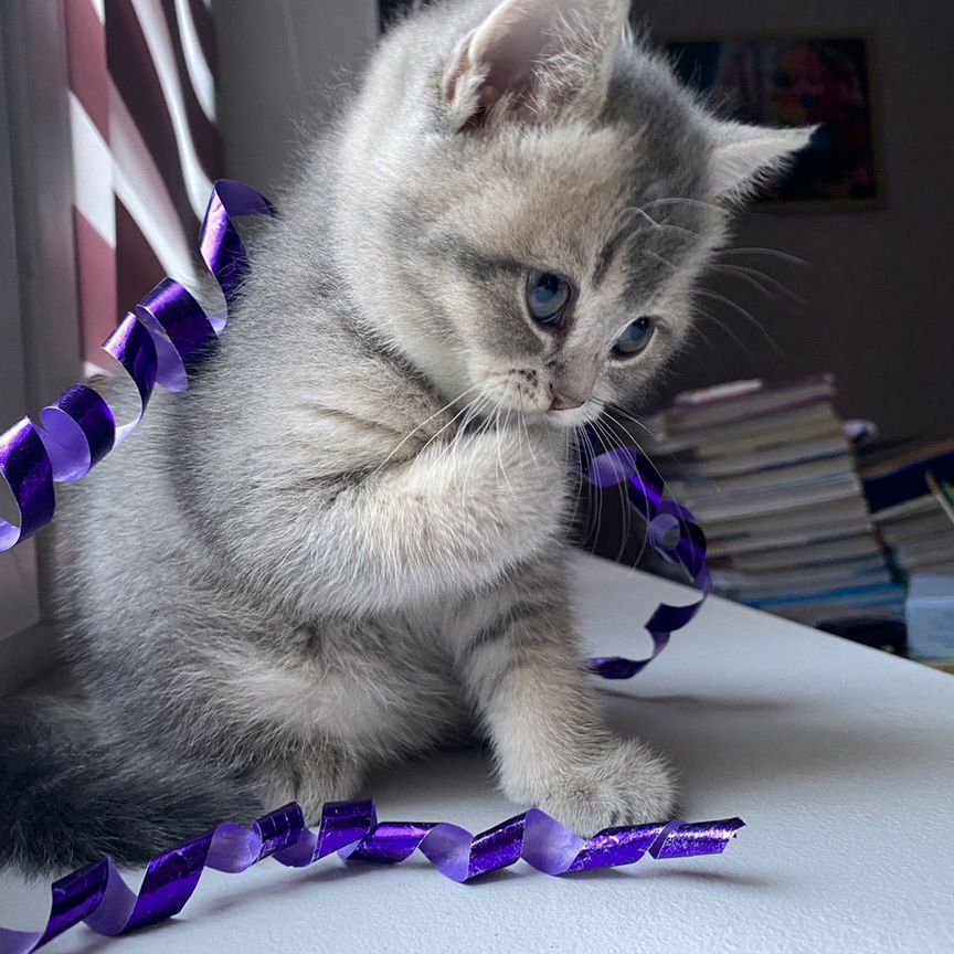 Шотландская