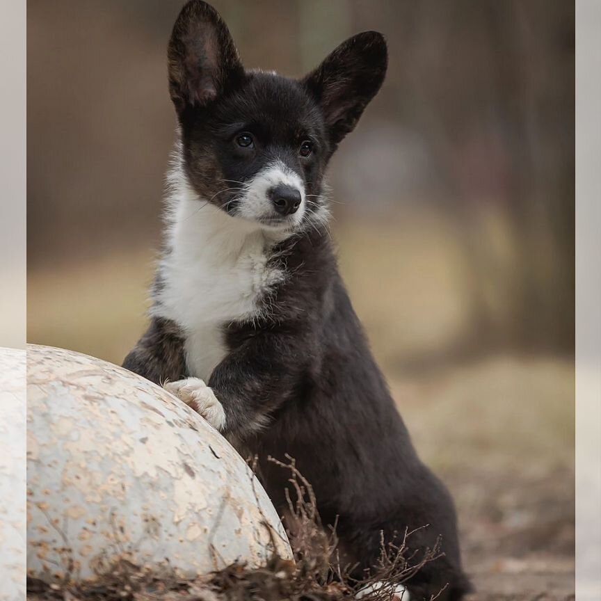 Вельш-корги кардиган-кобель