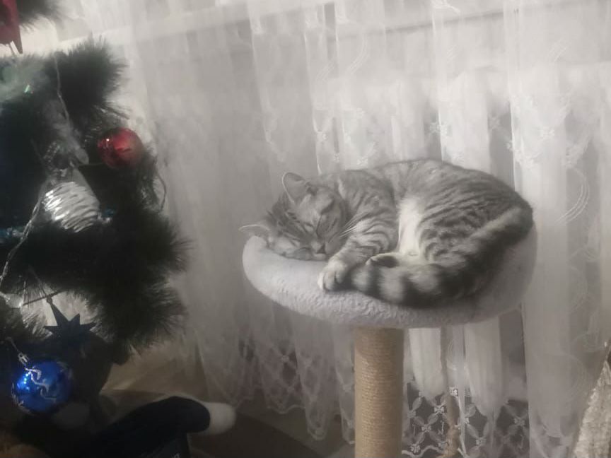 Британская кошка