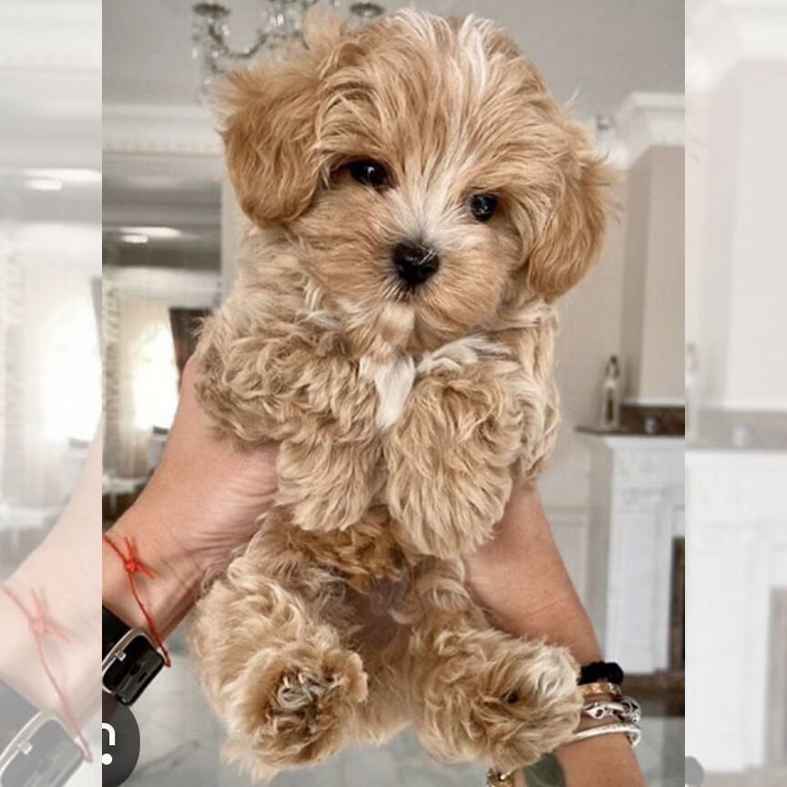 Мальтипу, щенок