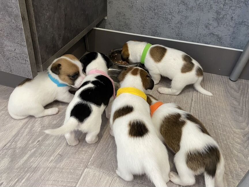 Щенки джек Рассел терьер