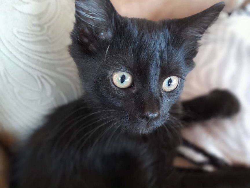 Котенок девочка Ночка