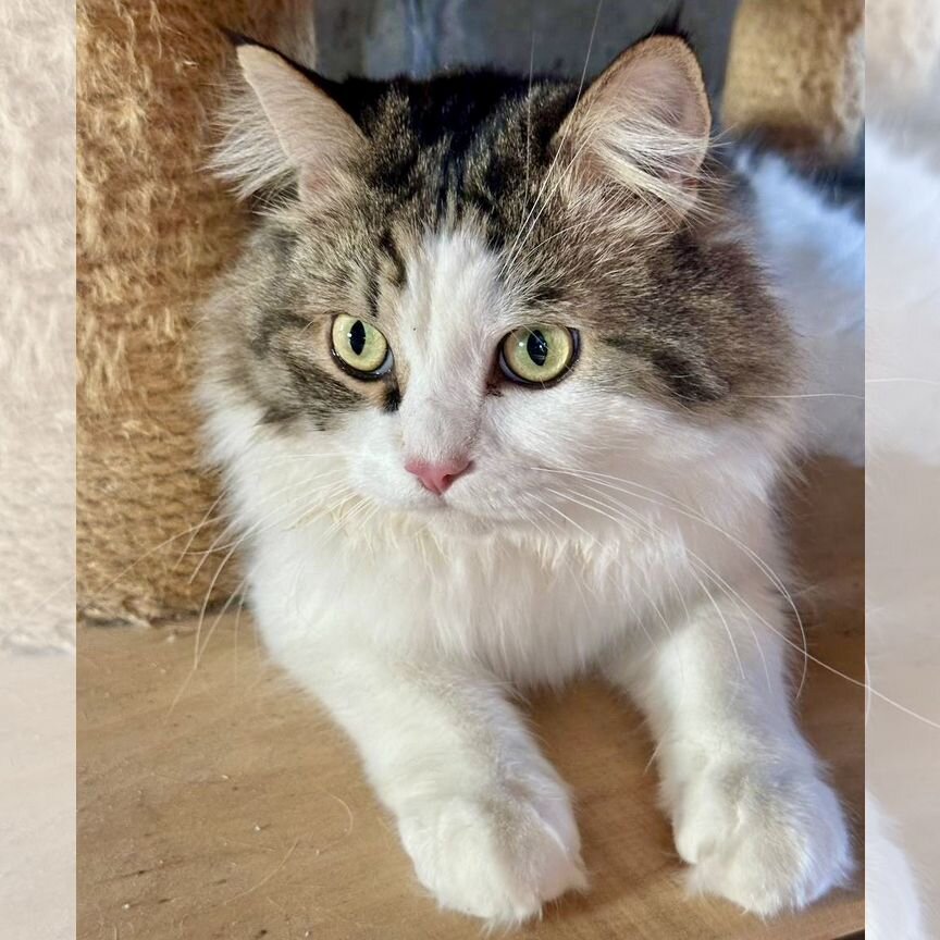 Сибирский, взрослый кот