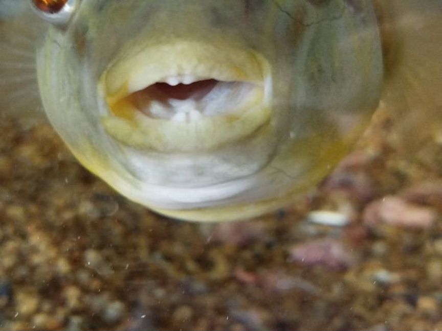 Тетрадон фахака 23 см