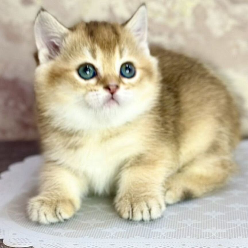 Шотландский прямоухий короткошёрстный котёнок