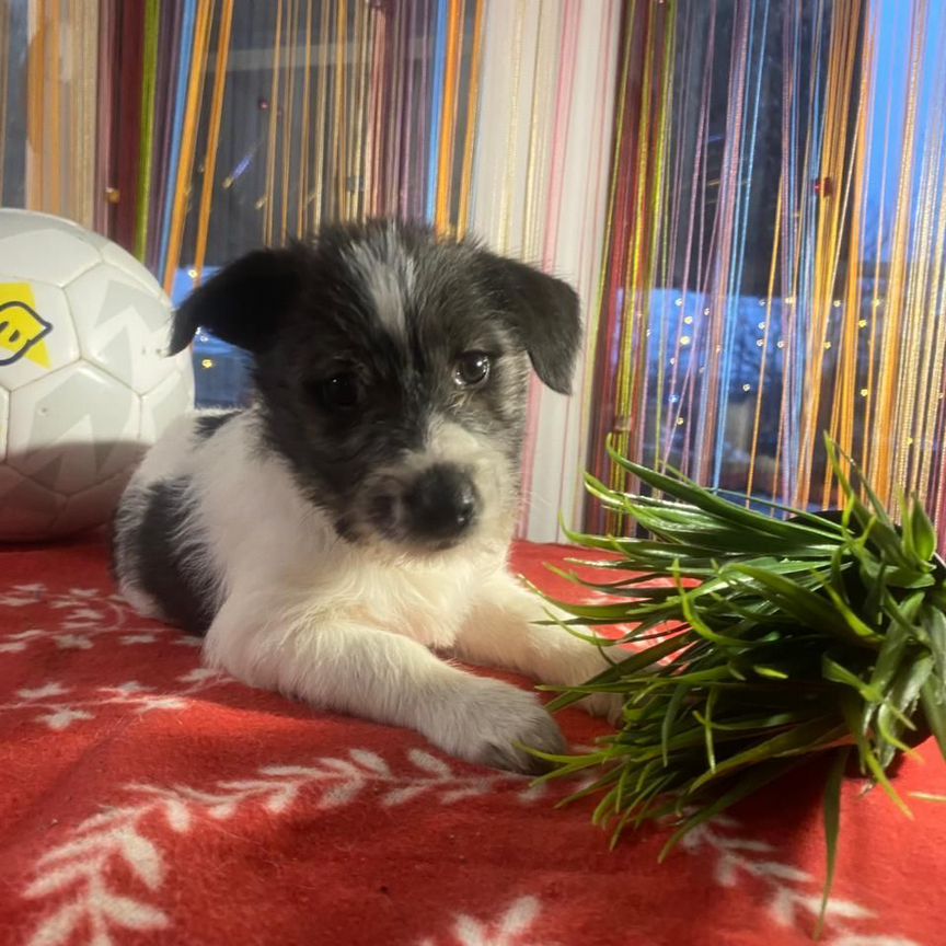 Великолепная девочка в добрые руки