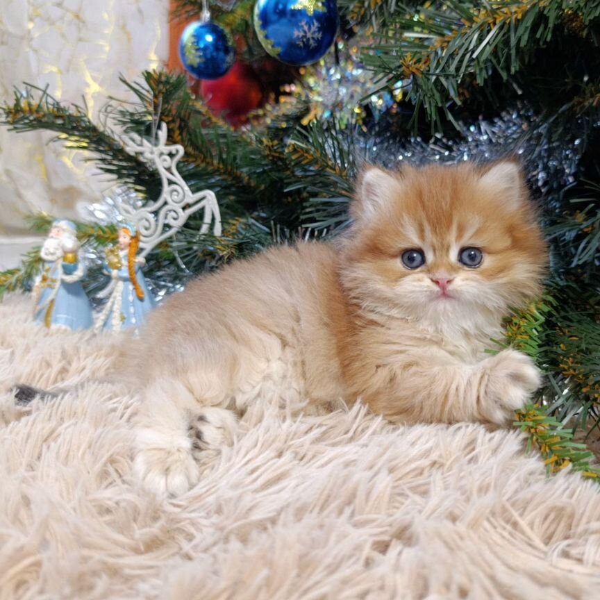 Британский длинношёрстный котёнок