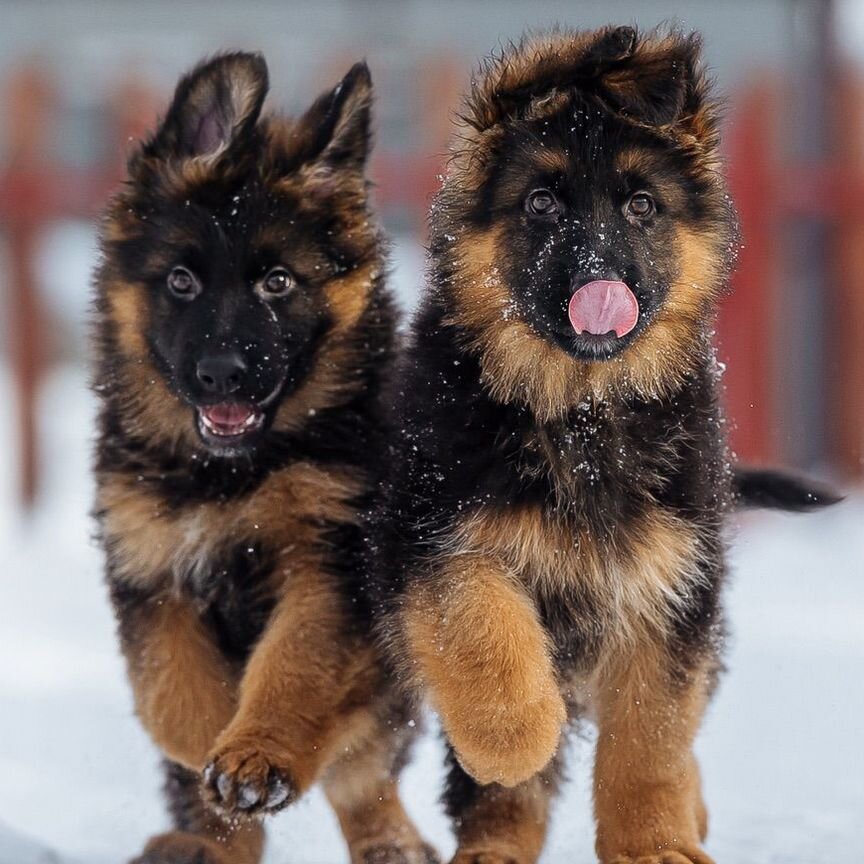 Немецкая овчарка, щенок