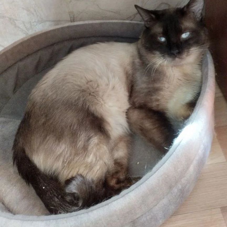 Тайский, взрослый кот