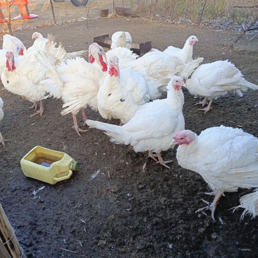 Индюки домашние