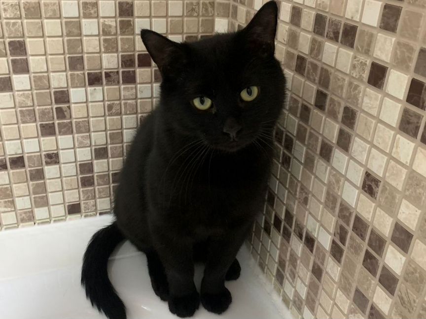 Котик в добрые руки