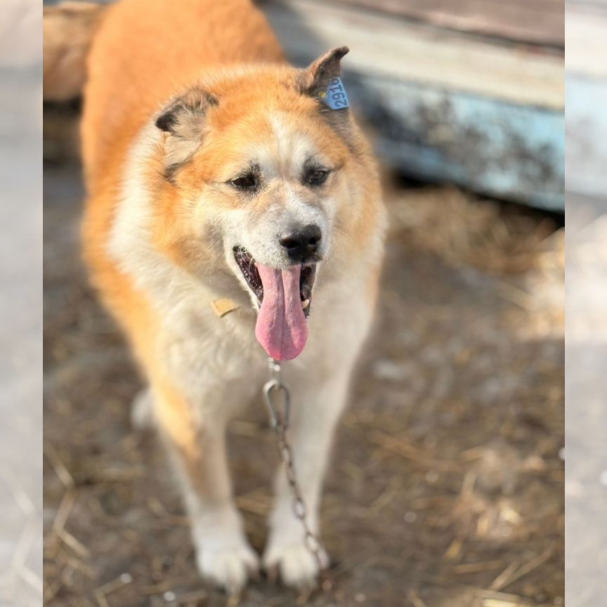 Взрослый пёс в добрые руки