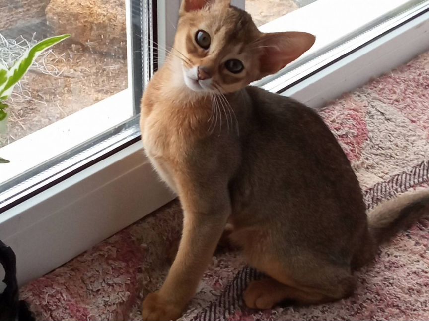 Абиссинская