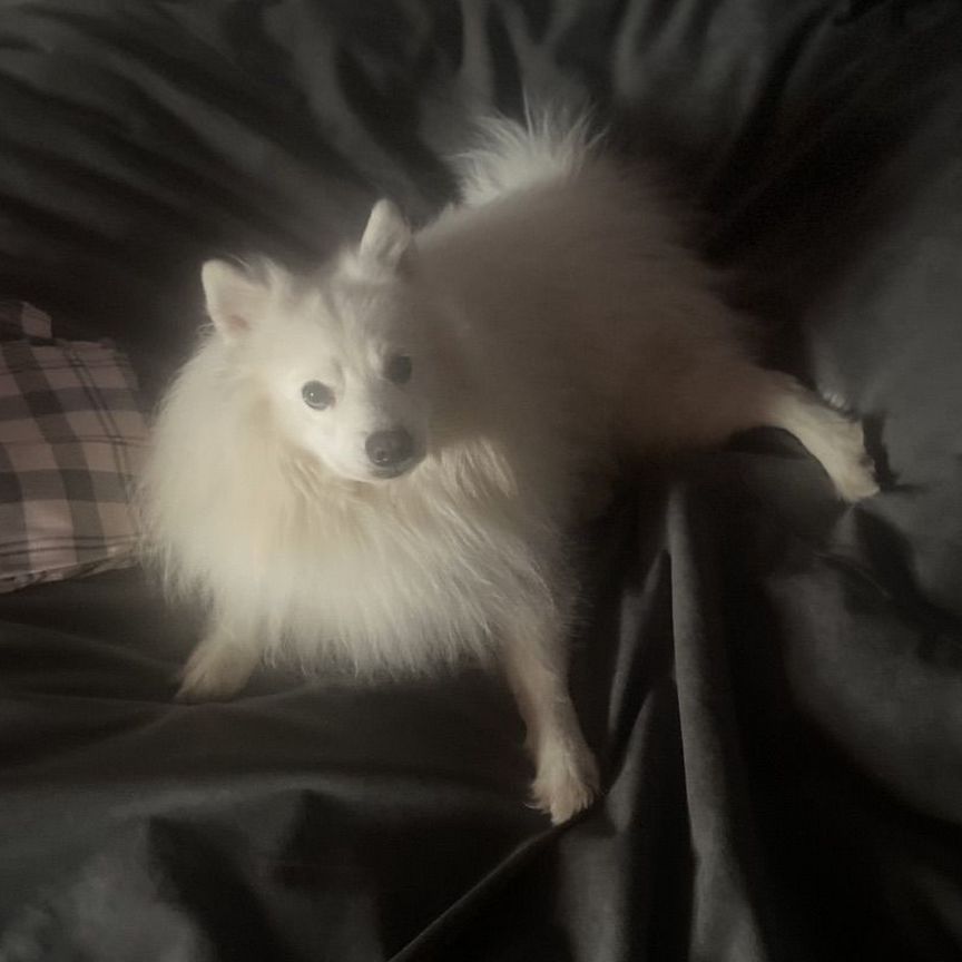 Вязка шпиц японский кабель