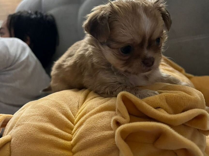 Щенки чихуахуа