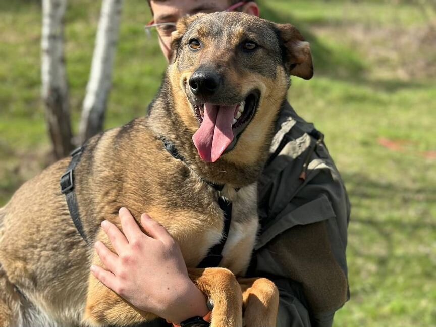Познакомьтесь с активной Рози из приюта
