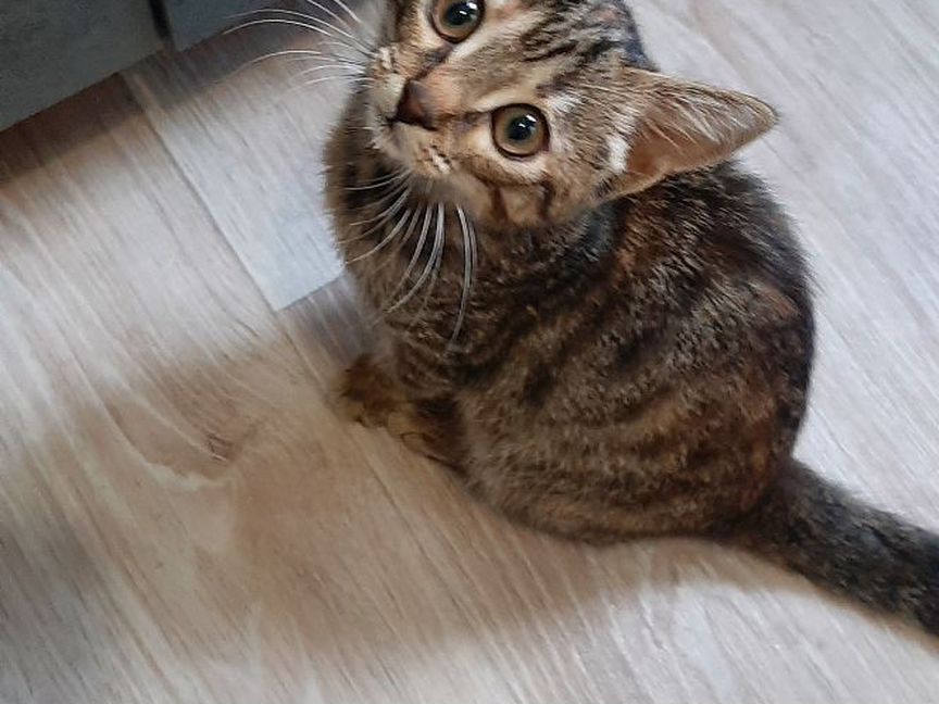 Отдам в хорошие руки котенка 1,5 месяца