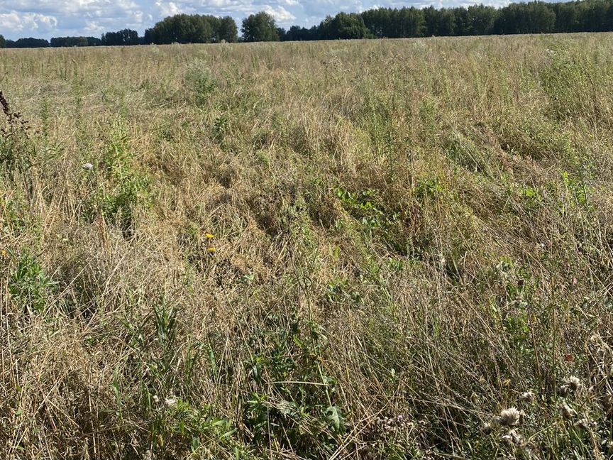 Сено в рулонах 500 кг