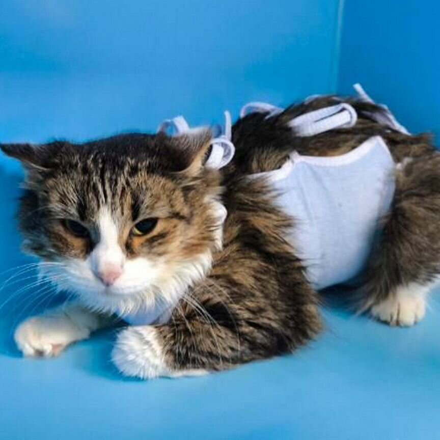 Взрослая, Девочка кошка в добрые руки