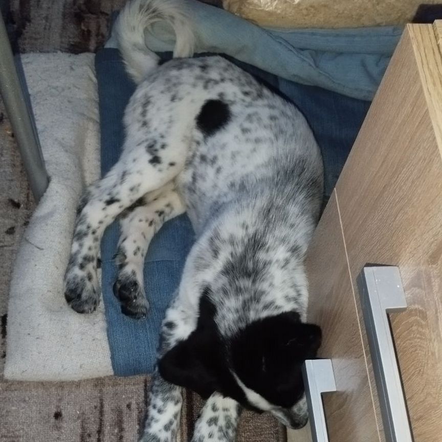 Помесь спаниеля