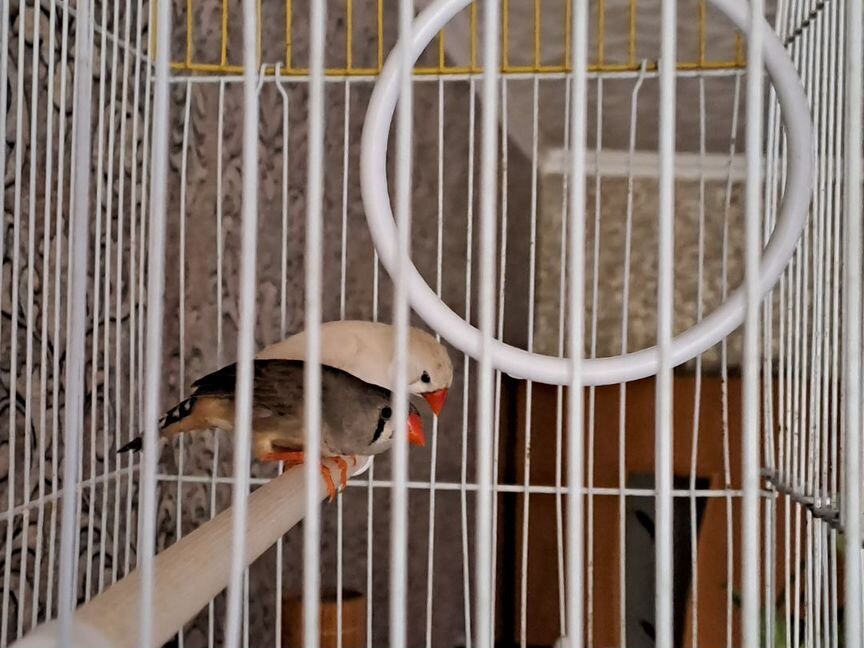 Зебровые амадины