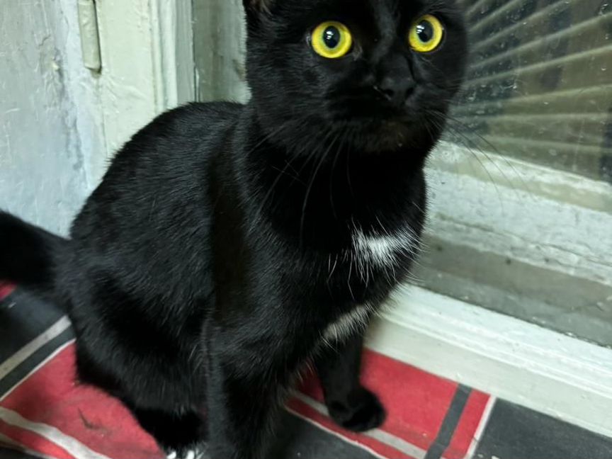 Кошка
