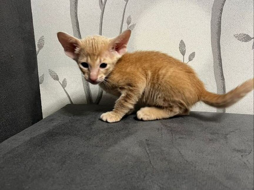 Ориентальные котята