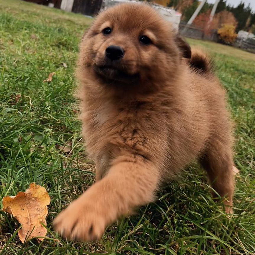 Щенки карелофинской лайки